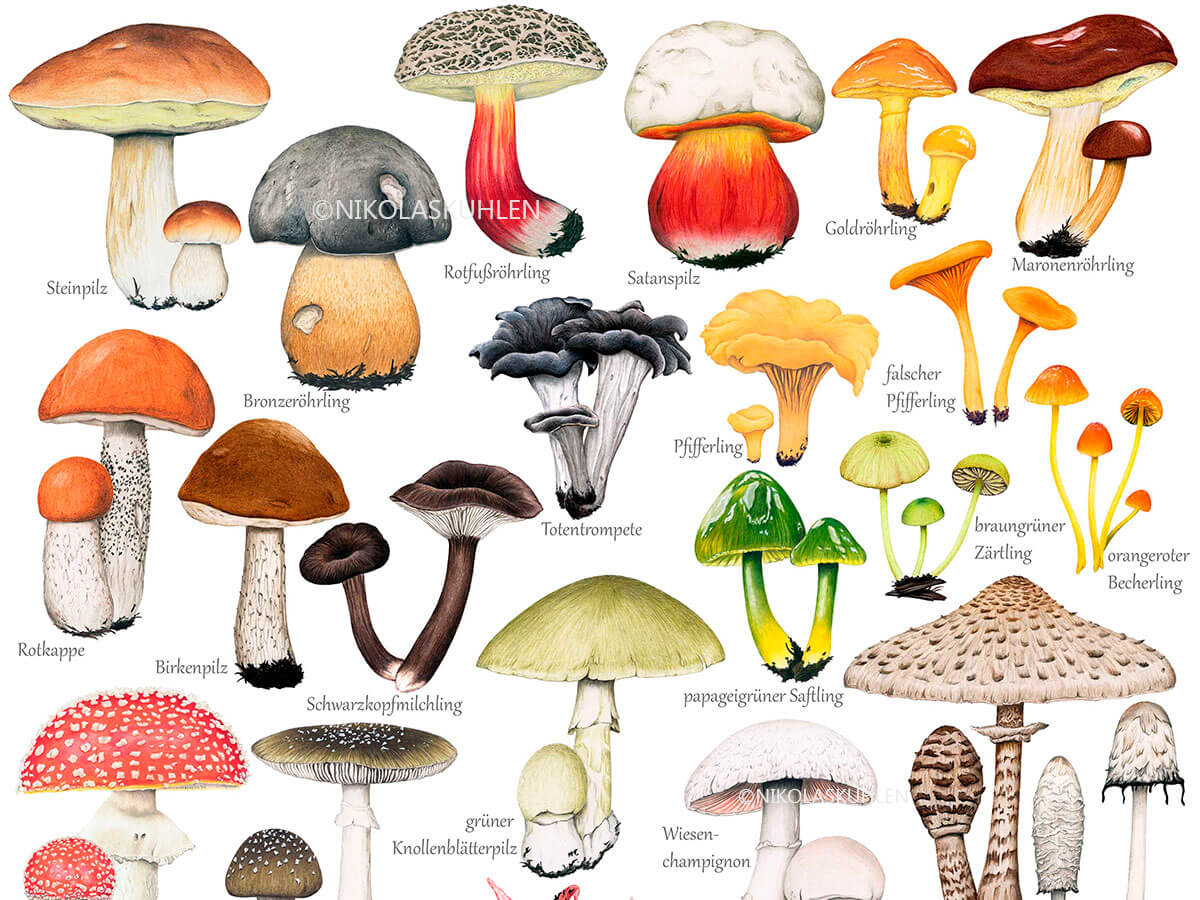 Pilz Clipart Clipart Pilze Bilder Kostenloser Download Auf Freepik
